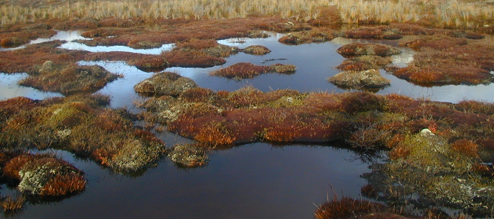 Valiosas turberas preservadas y restauradas - Wetlands International ...