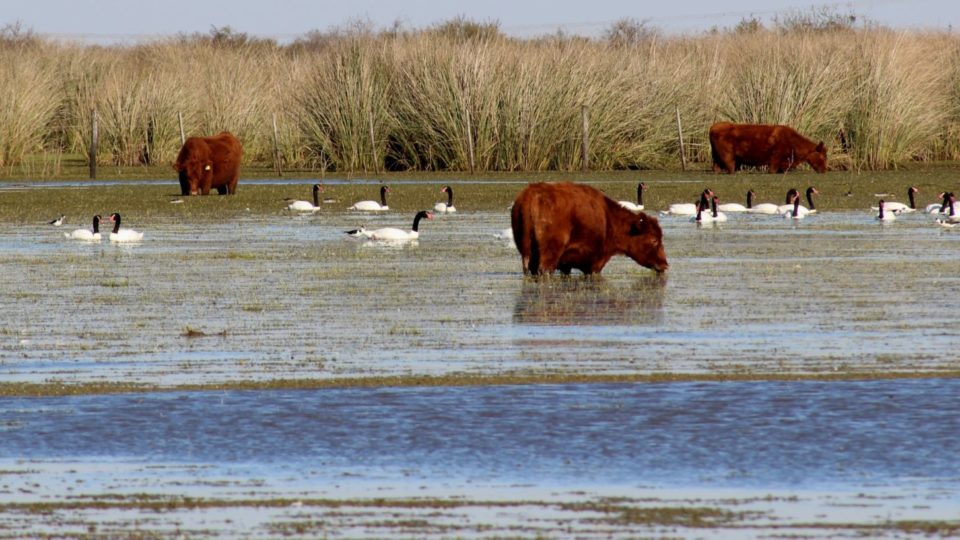 Lineamientos para una ganadería ambientalmente sustentable en el Delta ...