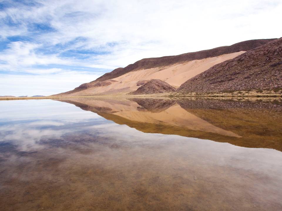 Puna , Flora y fauna de la puna argentina: Historia y Ecosistema – AHJNN