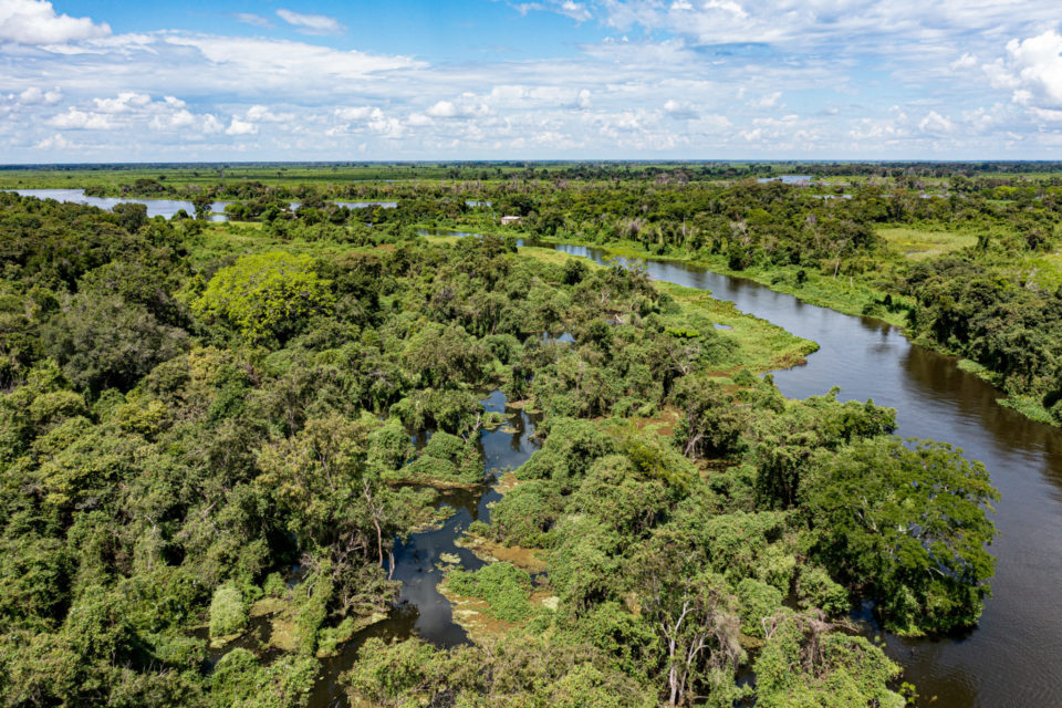 Aquarela Pantanal Reúne Conhecimento Científico E Saberes Tradicionais Para Restaurar O Bioma