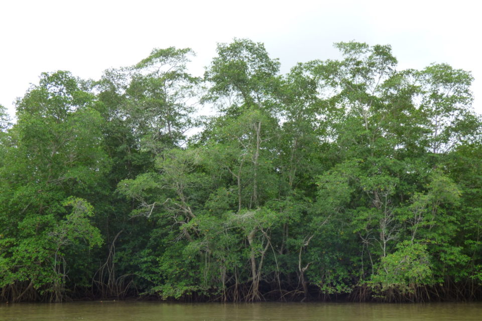 Manglares de Panamá para la adaptación y mitigación del cambio climático - Wetlands ...