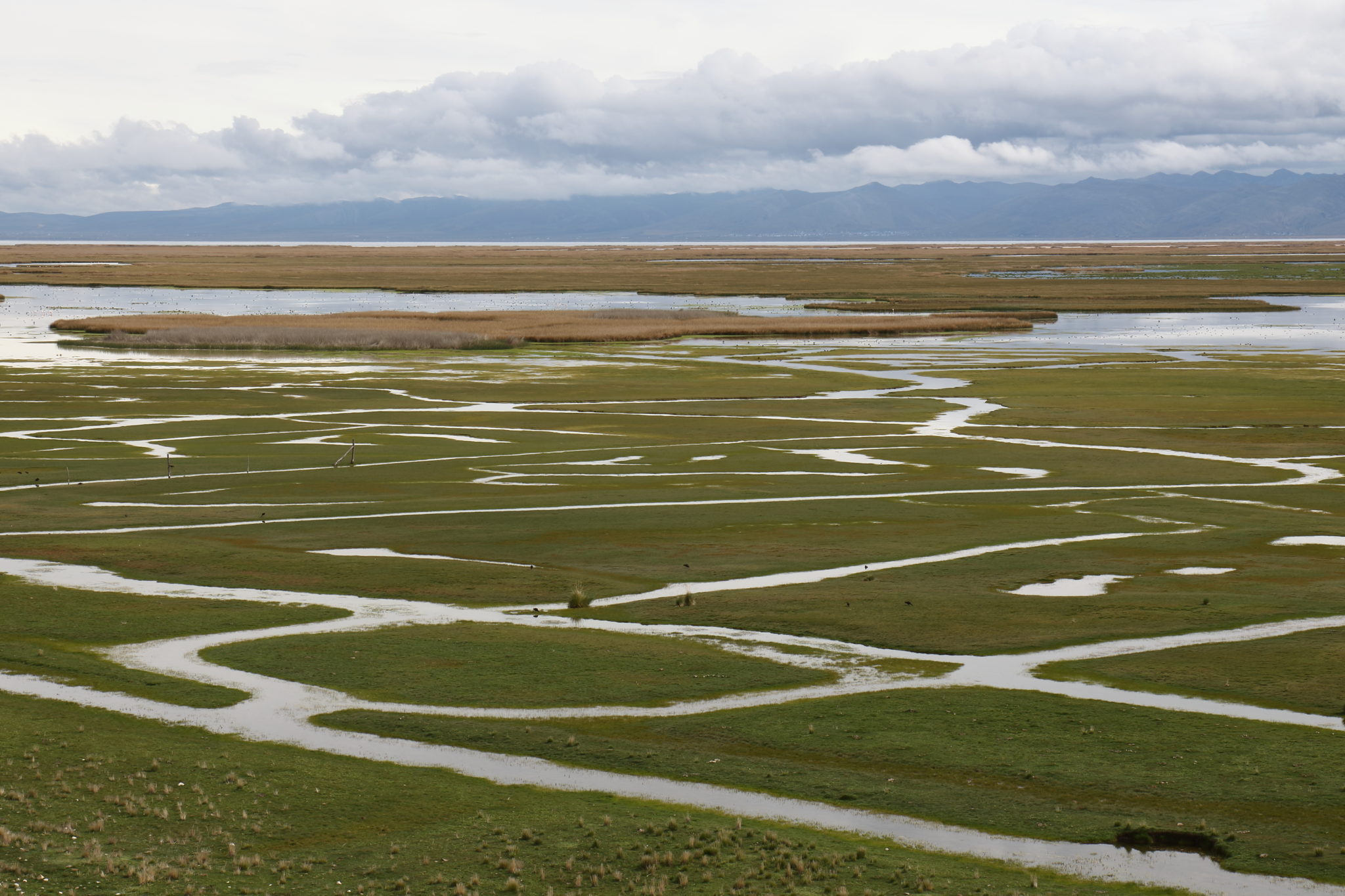 Nuevo proyecto de conservación de humedales altoandinos en el Lago ...