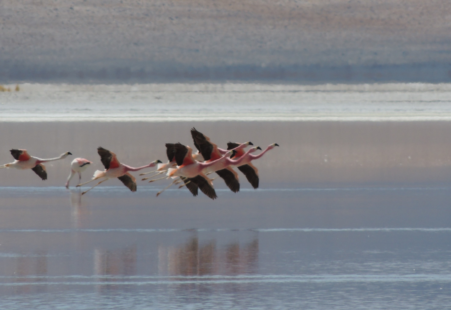 Inicio - Wetlands International LAC Fundación Humedales
